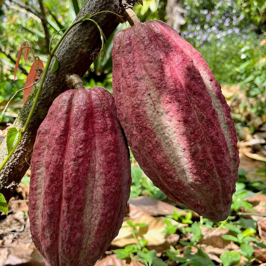 The Truth About Raw Cacao and Ceremonial Cacao – Pure Kakaw