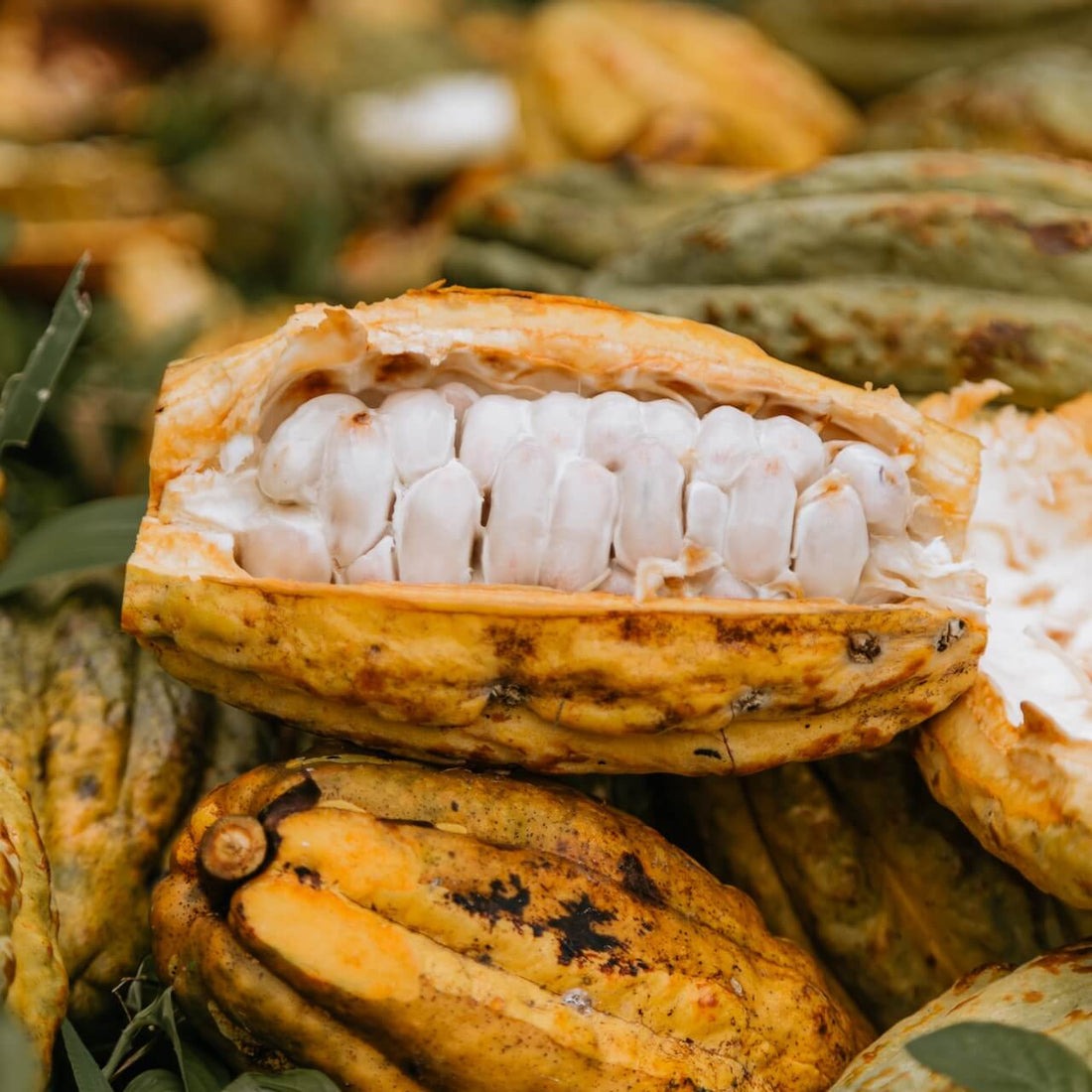 Amazu - Pure Ceremonial Cacao from Ecuador – Pure Kakaw