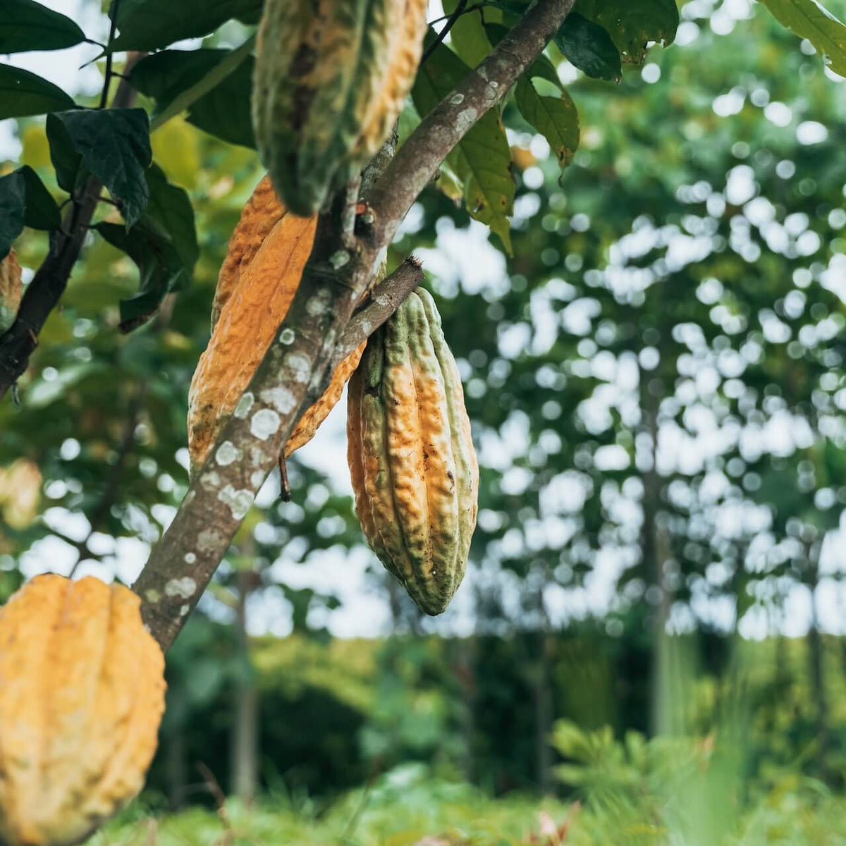 Amazu - Pure Ceremonial Cacao from Ecuador – Pure Kakaw